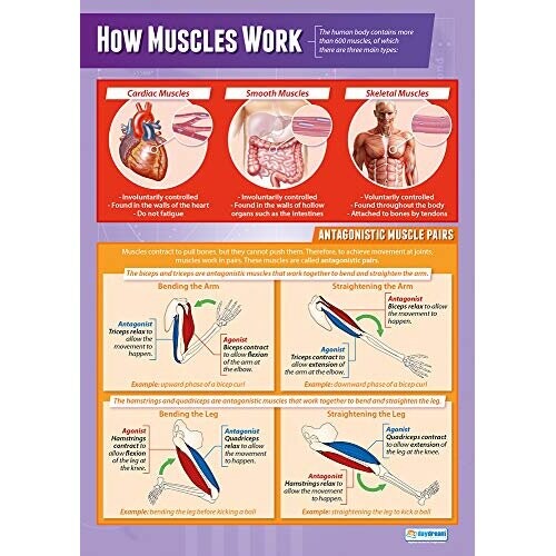Muscular Skeletal System Posters Set of 4 Science Posters Gloss Paper ...