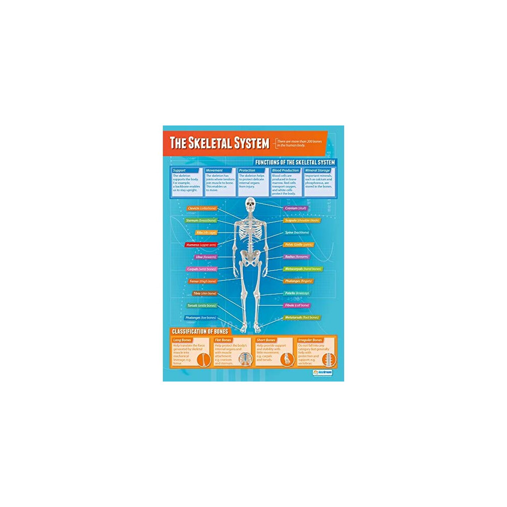 Muscular Skeletal System Posters Set of 4 Science Posters Gloss Paper ...