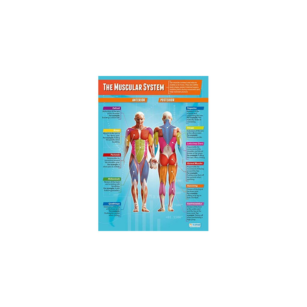 Muscular Skeletal System Posters Set of 4 Science Posters Gloss Paper ...
