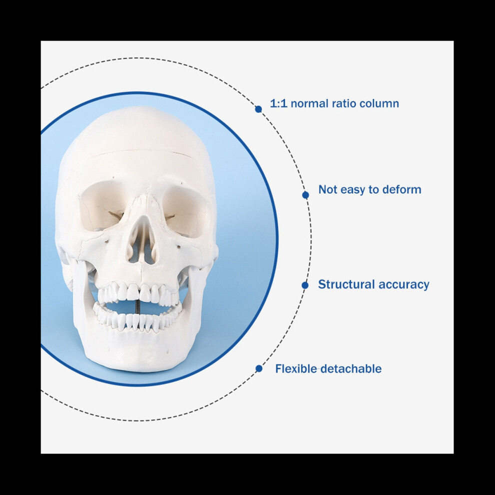 Human Scull Model, Life Size Anatomy Anatomical Adult Model with ...