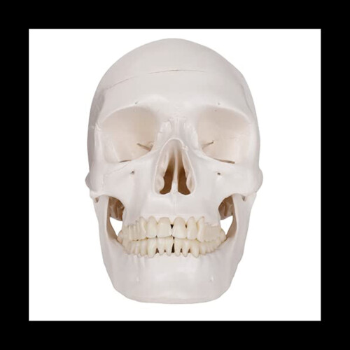 Human Scull Model, Life Size Anatomy Anatomical Adult Model with ...