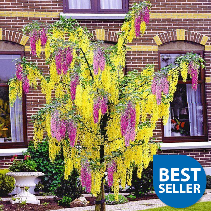 2 - 3 ft Tall Adams Laburnum Laburnocytisus Adamii Vibrant Garden Tree ...