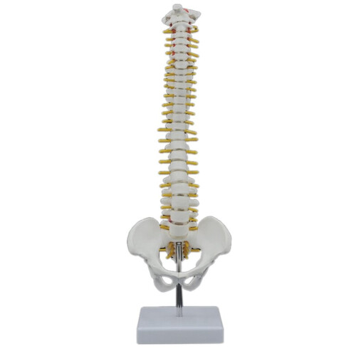 45CM Human with Pelvic Model Human Anatomical Anatomy Model Spinal ...