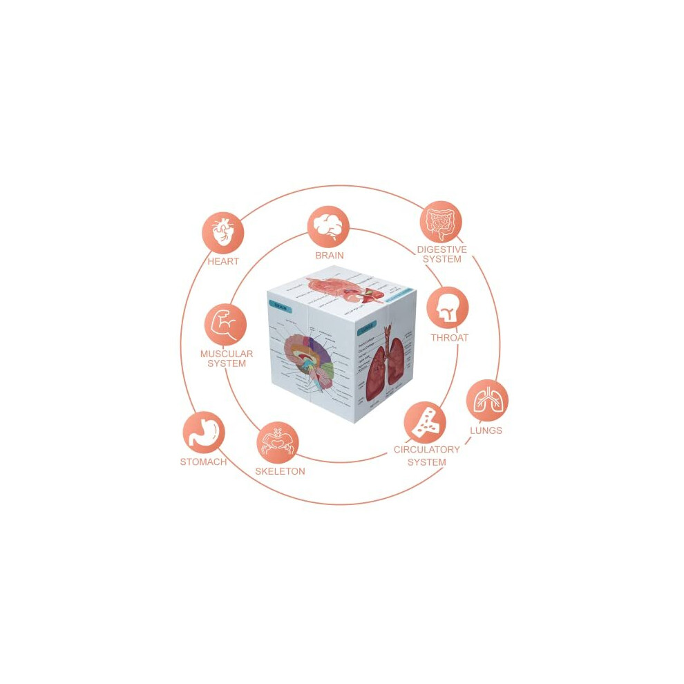 Human Anatomical Poster Set Anatomy Study Cube Medical Student Learning ...