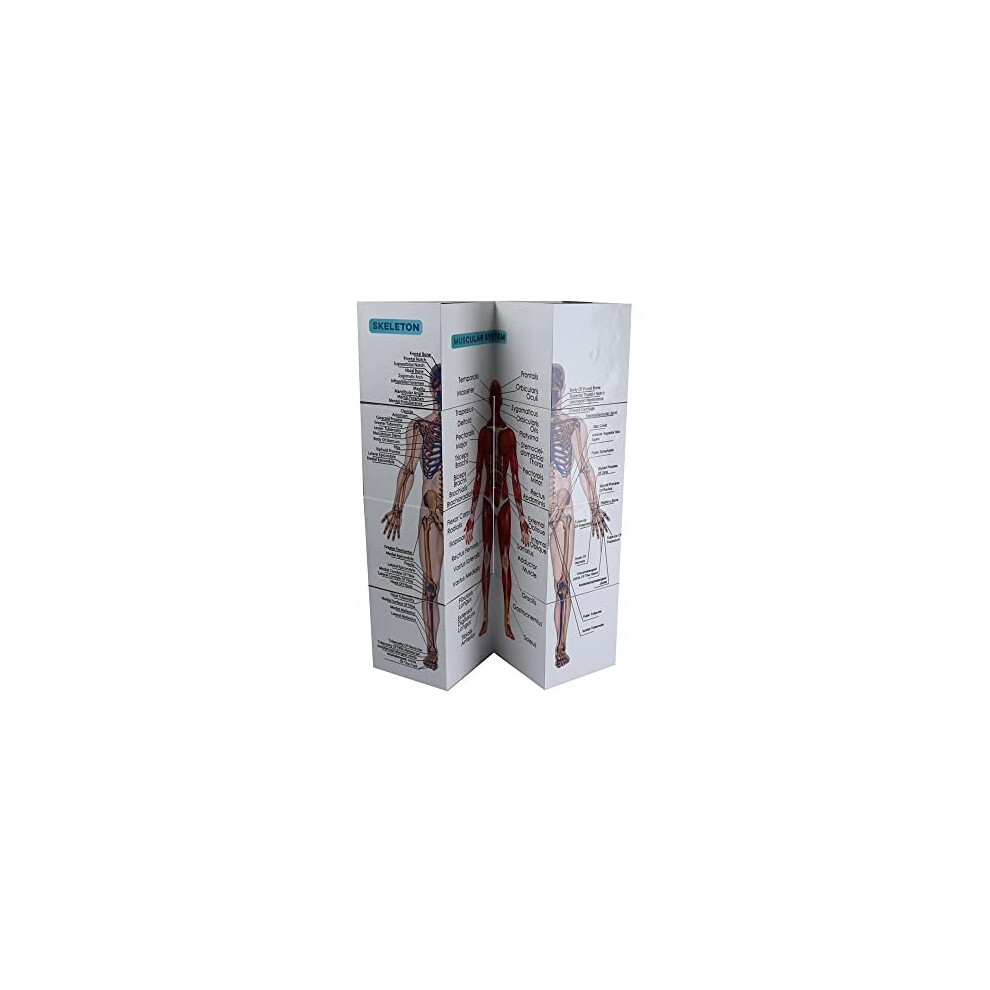 Human Anatomical Poster Set Anatomy Study Cube Medical Student Learning ...