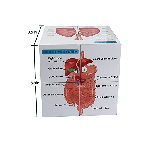Human Anatomical Poster Set Anatomy Study Cube Medical Student Learning ...