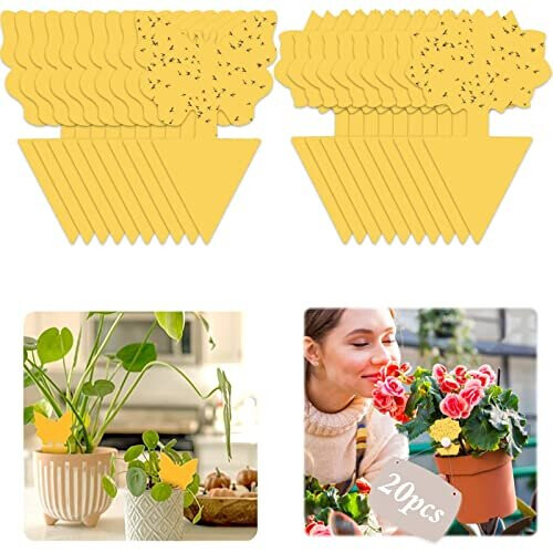 fly trap 20 Pcs , Yellow Fly Paper Stickers catcher fruit fly traps ...