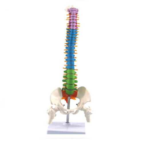 45Cm with Pelvic Human Anatomical Anatomy Spinal Column Model Teaching ...