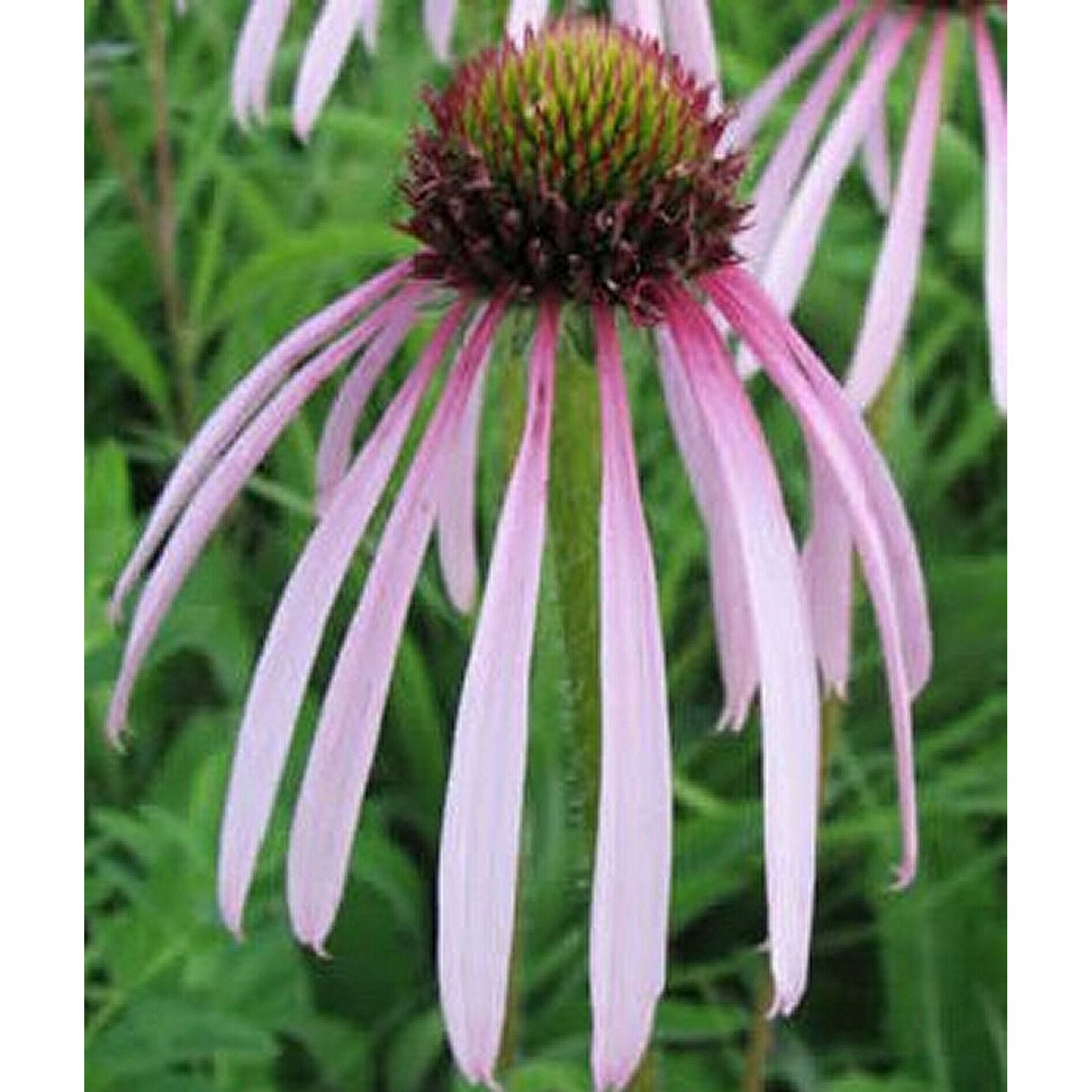 20 Germinated Seeds/Seedlings of Echinacea 'PALLIDA' - Hardy Perennial ...