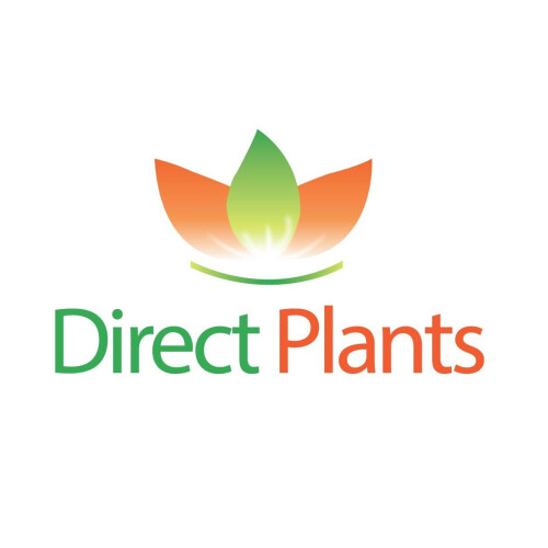 Prunus Rotundifolia Cherry Laurel Trees Pallet 10 4.5-5ft Extra Large ...