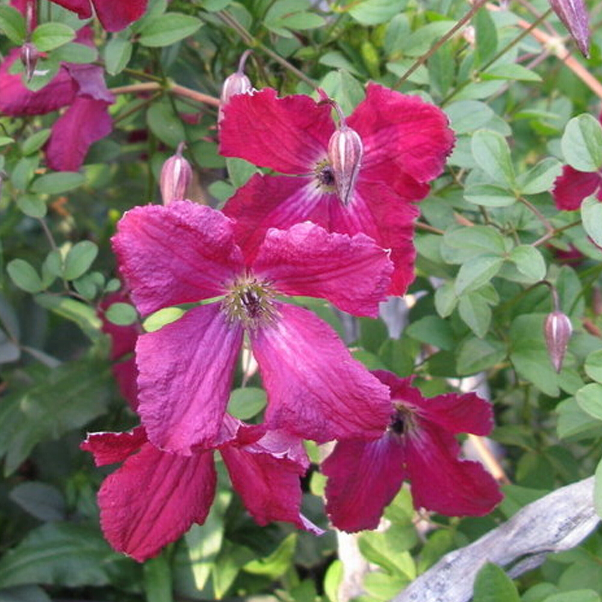Clematis Rubra Plant Flower Garden Climber Border Patio Trellis Plants ...