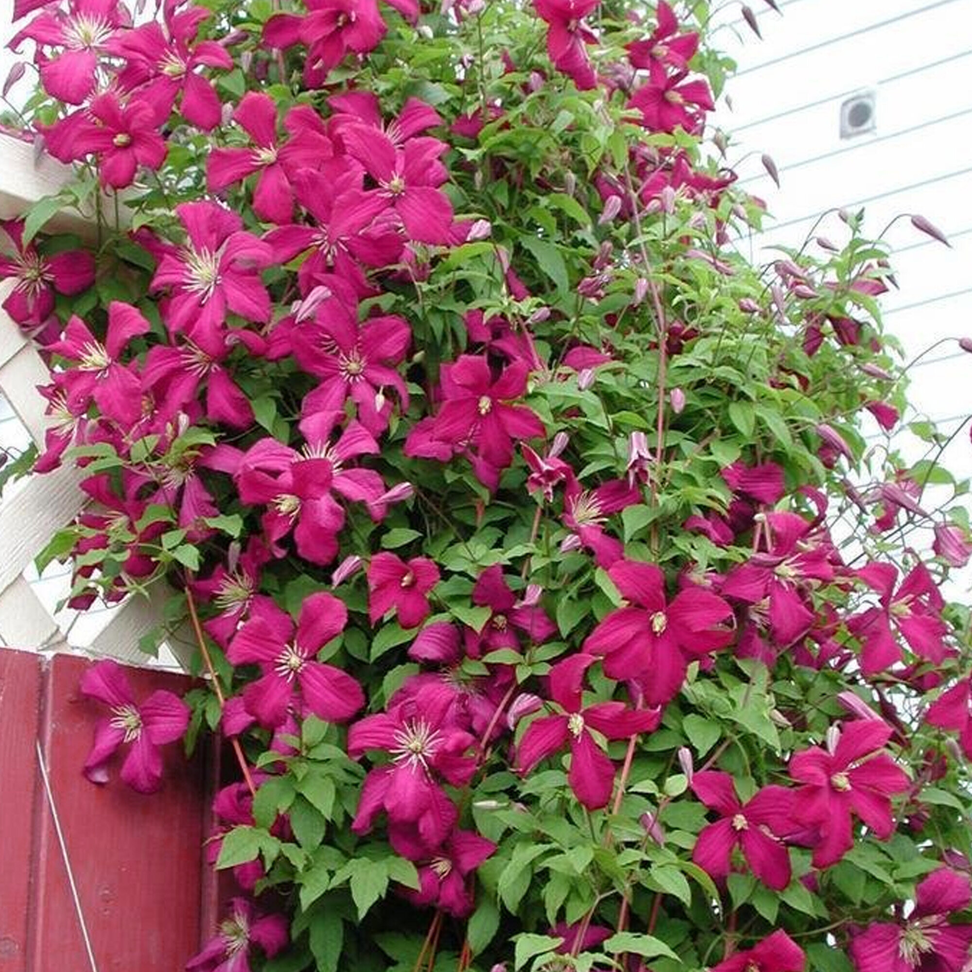 Clematis Rubra Plant Flower Garden Climber Border Patio Trellis Plants ...