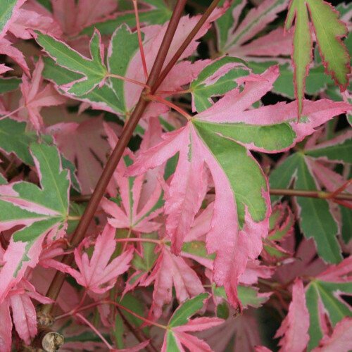 Acer palmatum Taylor - Japanese Maple | Large Outdoor Garden Ready Tree ...