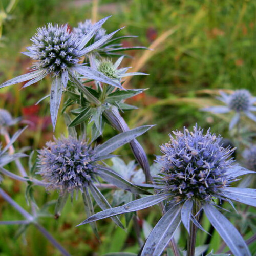 Eryngium Grumpy Sea Holly Perennial Garden Ready Outdoor Plants in ...
