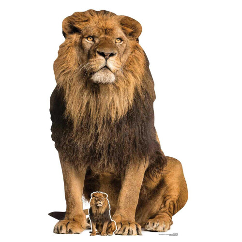 Lion Big Cat Lifesize Cardboard Cutout / Standee / Standup / Standee on ...