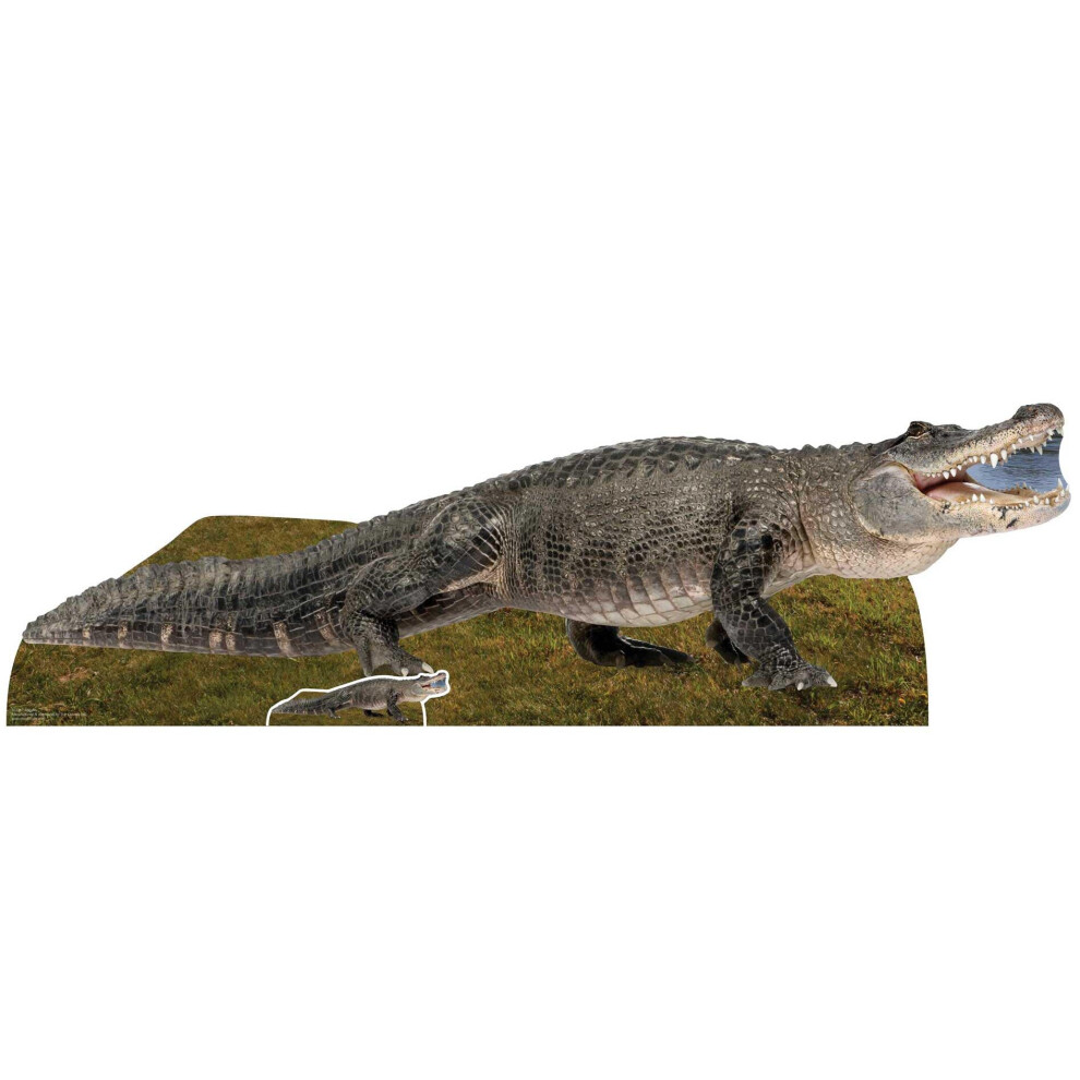American Alligator Cardboard Cutout / Standee / Standup / Standee on OnBuy