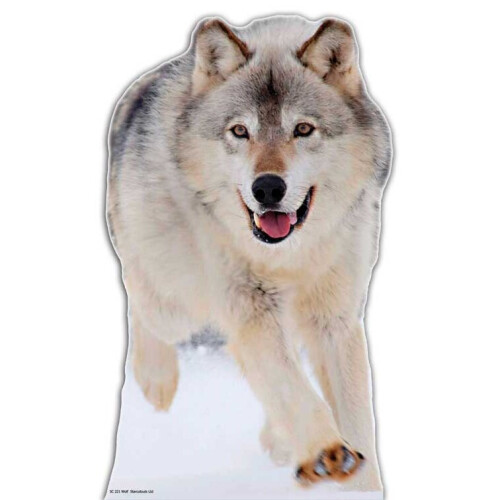 Wolf - Lifesize Cardboard Cutout / Standee on OnBuy
