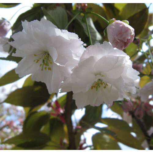 Prunus Shirofugen Japanese Flowering Cherry Tree 6ft Supplied in a 7.5 ...
