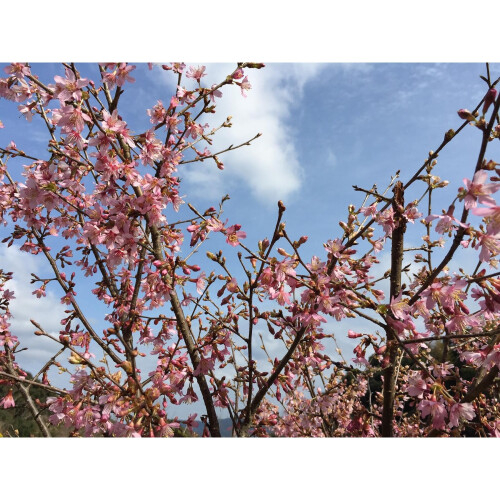 Prunus Okame Flowering Tree 6ft Tall Supplied in a 7.5 Litre Pot on OnBuy