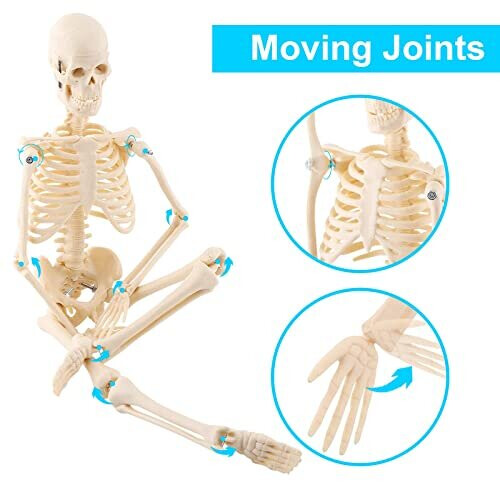 Human Skeleton Anatomical Model, Life Size Skeleton, 17.7 in Anatomical ...