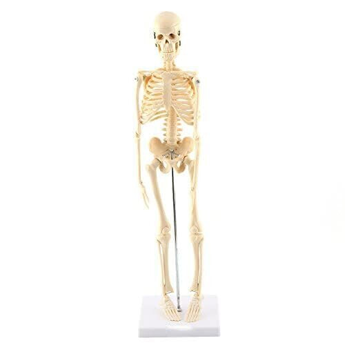 Human Skeleton Anatomical Model, Life Size Skeleton, 17.7 in Anatomical ...