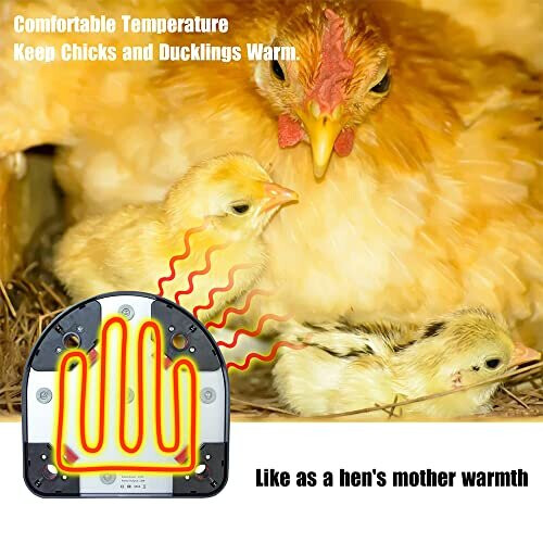 Chick Brooder Heating Plate, Replacement Heat Lamp for Chicks/Ducks ...
