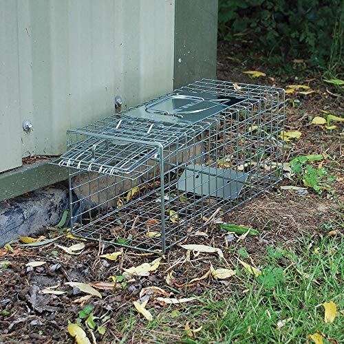 The Big Cheese Live Animal Trap – Welfare-Friendly Live-Catch Cage Trap ...