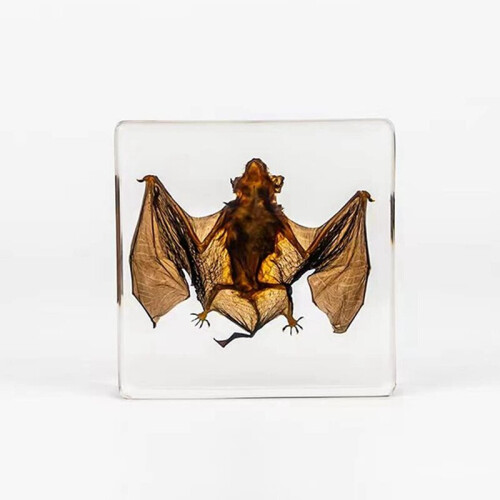 Taxidermy Bat, Bat Specimens Animal Specimen in Resin on OnBuy