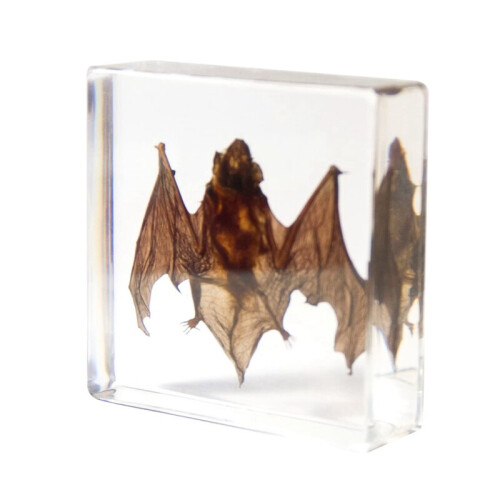 Taxidermy Bat, Bat Specimens Animal Specimen in Resin on OnBuy