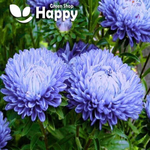 PEONY ASTER BLUE DUCHESSE - 150 SEEDS - Callistephus Chinensis on OnBuy
