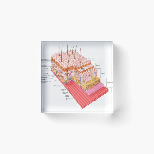 Acrylic Block Anatomy of the human skin. Cube Art Prints Gifts 6 x 6 ...
