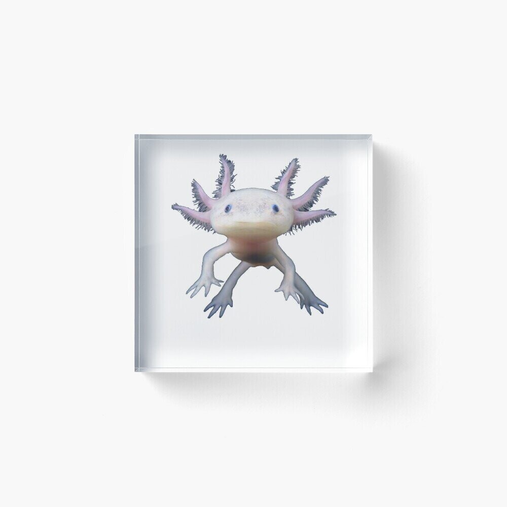 Acrylic Block Blue Axolotl Animal - Funny and Cute Salamander Fish for ...