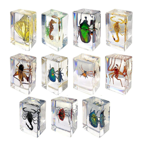 11pcs Resin Insect Specimens, Insect Collection Paper Weight, Resin ...