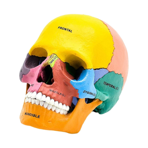 Human Skull Resin Model Anatomical Teaching Props on OnBuy