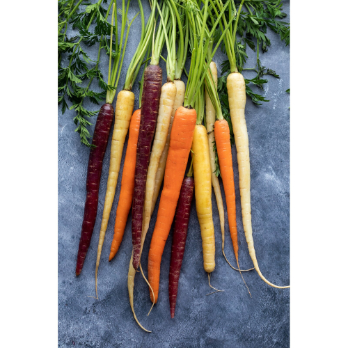 Viridis Hortus - Carrot Rainbow Blend 400 Vegetable Seeds on OnBuy