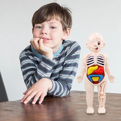 Body Toy for kids - Human Body Toy with 15 Removable Parts-Heart ...