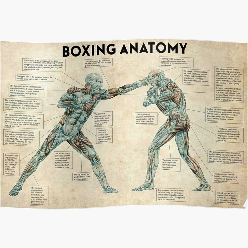 Posters Boxing Anatomy - Anatomy Of a Boxer - Martial Art Boxing ...