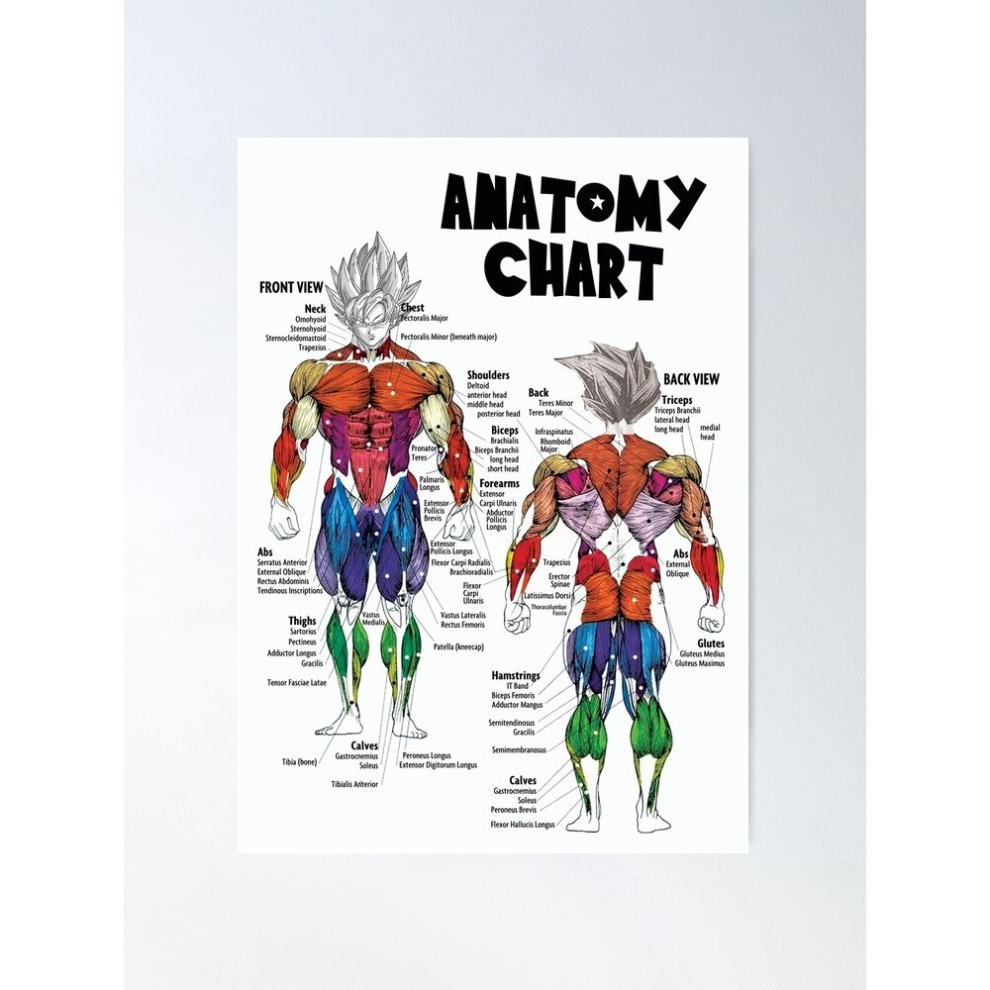 Posters Goku Muscle Chart - Anatomy Diagram - Anime Gym Motivational ...