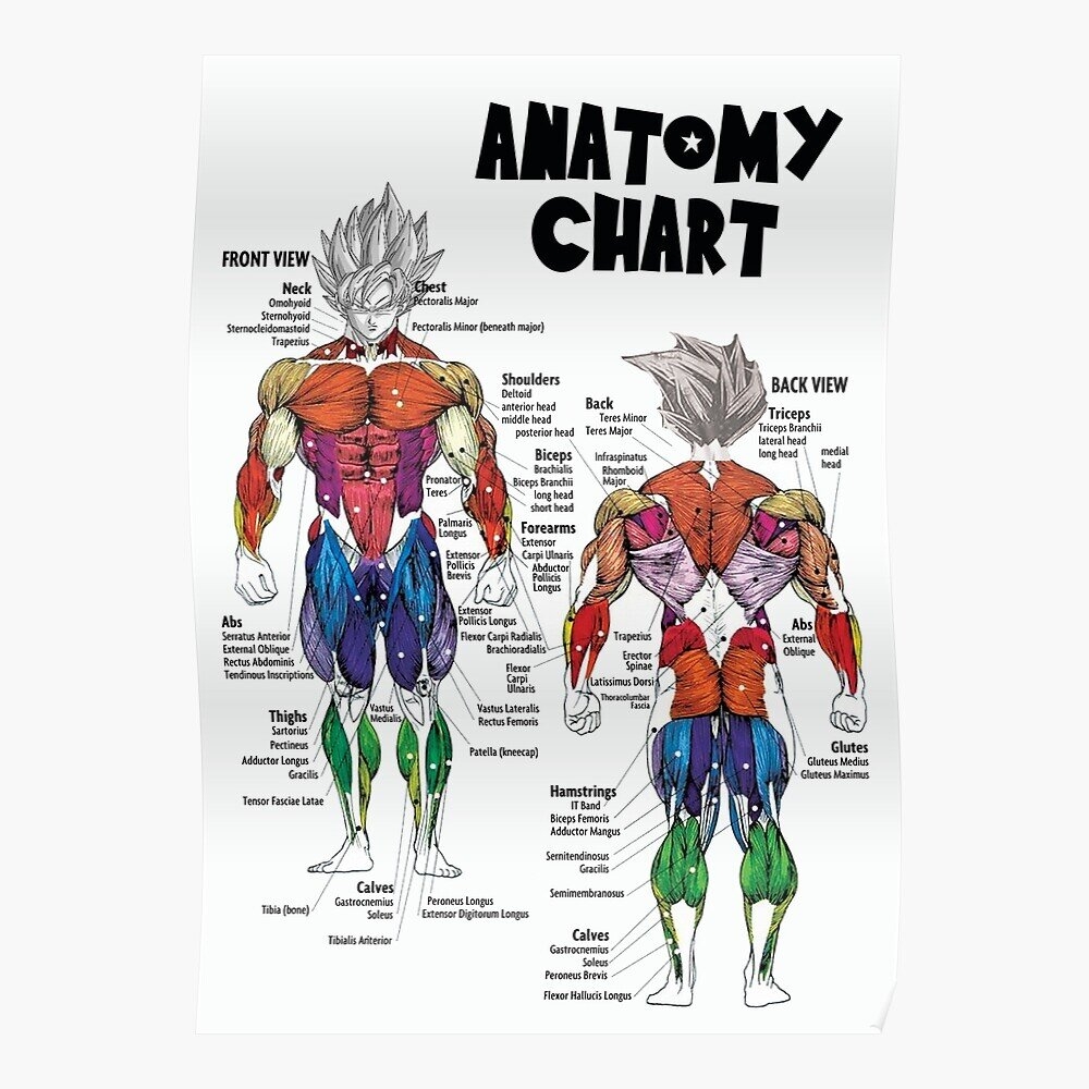 Posters Goku Muscle Chart - Anatomy Diagram - Anime Gym Motivational ...