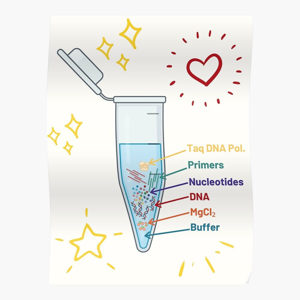 Posters The Perfect PCR Polymerase Chain Reaction Process Steps ...