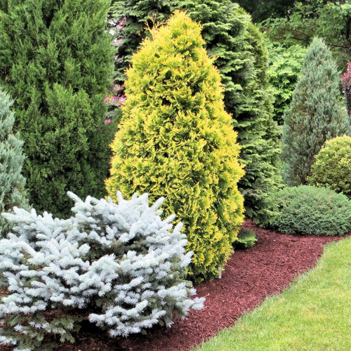 6 X CONIFERS HANDY CARRY PACK MULTIPLE VARIETIES HARDY EVERGREEN PLANTS ...