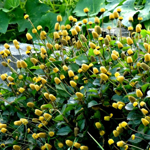 TOOTHACHE PLANT - 400 SEEDS - Spilanthes Oleracea - Flower Herb on OnBuy