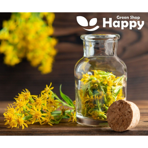 GOLDEN ROD - YELLOW SPRING 2000 SEEDS - Solidago canadensis -PERENNIAL ...