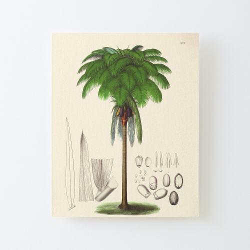 Canvas Print Only Vintage botanical illustration - Jessenia Polycarpa ...