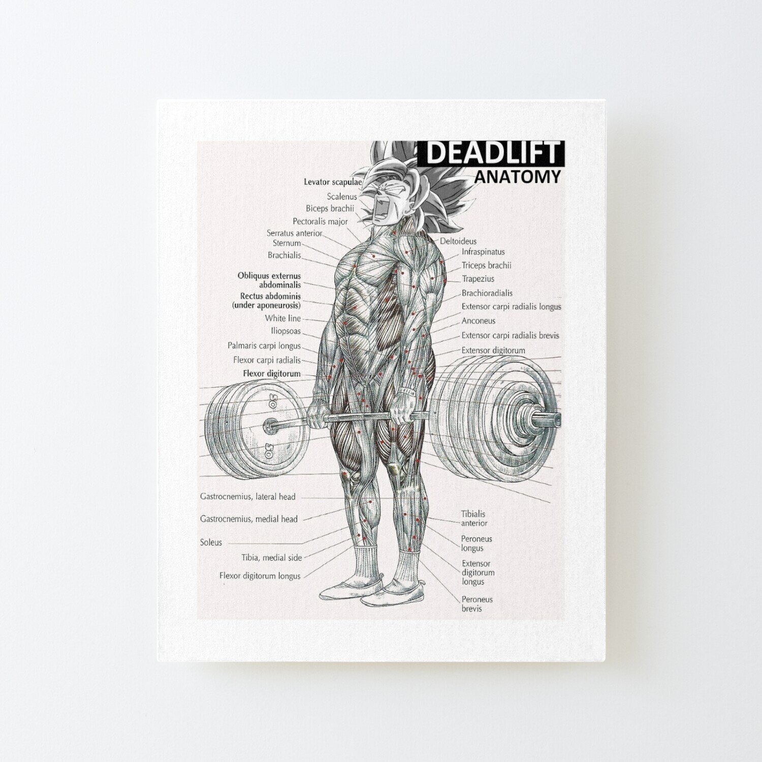 Canvas Print Only Deadlift Muscle Chart - Anatomy Diagram - Anime Gym ...