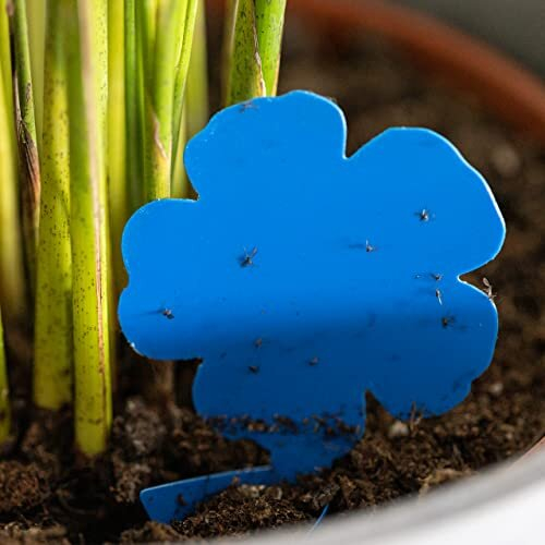 Blue Sticky Traps for Thrips: 60x Sticky Fly Trap for House Plants ...