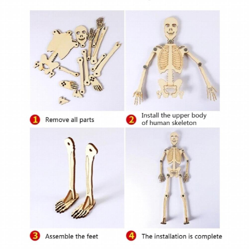 DIY Human Skeleton Model Anatomy STEAM Puzzle Developmental Toy ...