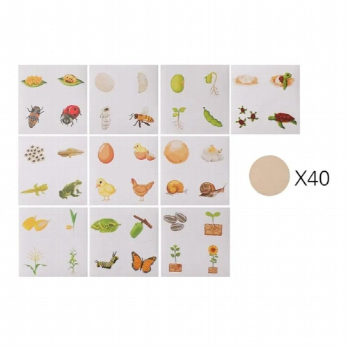 Animal Life Cycle Board Montessori Teaching Aids Children Toys Plant ...