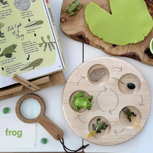 Animal Life Cycle Board Children Toy Montessori Teaching Aids Plant ...