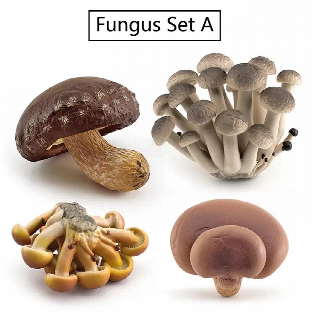 Simulation Fungus Model Set Parish Learning Toys Montessori Educational ...
